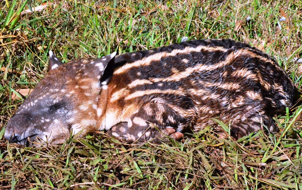 Filhote de anta nasce no Parque Ecológico - São Carlos em Rede