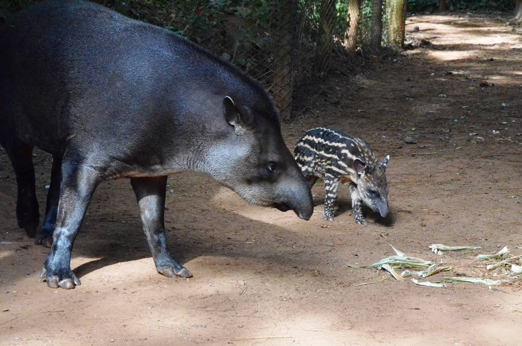 Filhote de anta nasce no Parque Ecológico - São Carlos em Rede