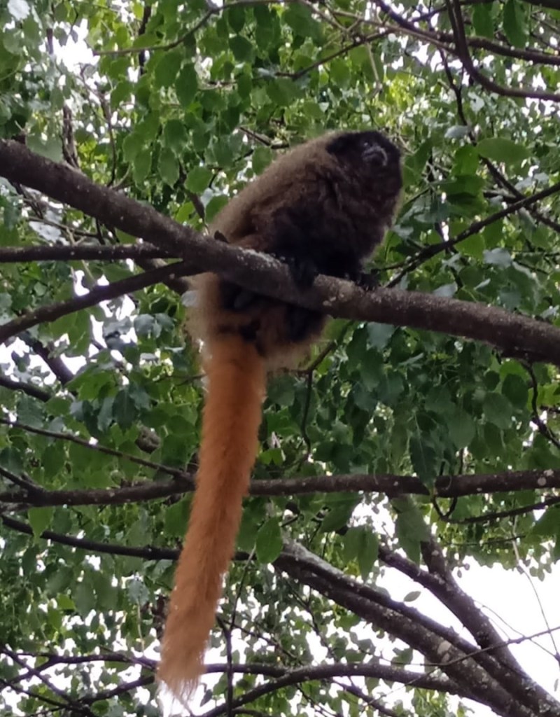 Vídeo: Depois de onça na Electrolux, macaco aparece na Bruno Ruggiero ...