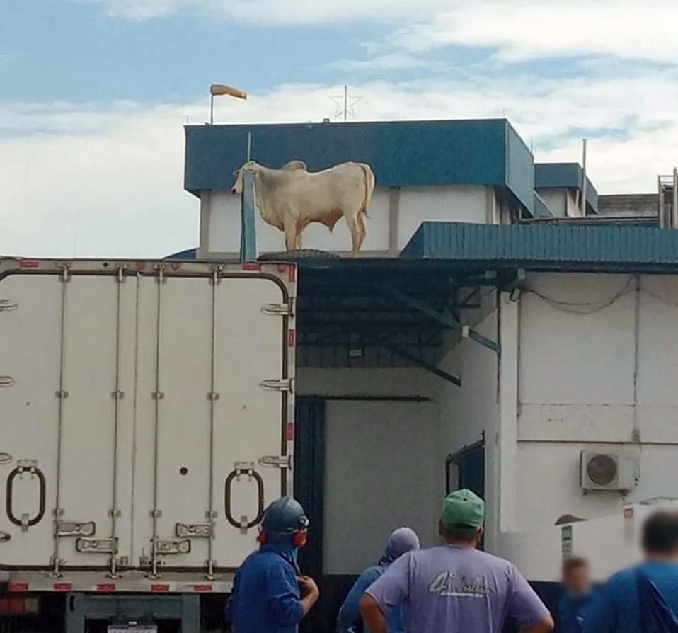 E o boi foi flagrado no telhado.... - São Carlos em Rede