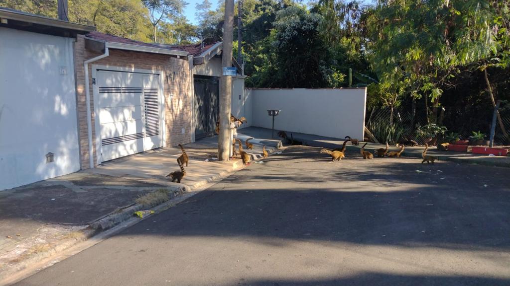 Vídeo: Bando de Quatis invade o Tangará - São Carlos em Rede