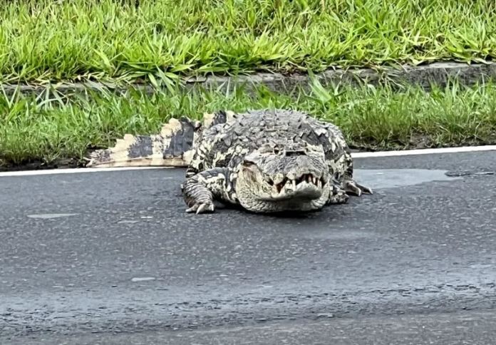 Polícia Rodoviária interdita rodovia SP 304 para passagem de jacaré ...