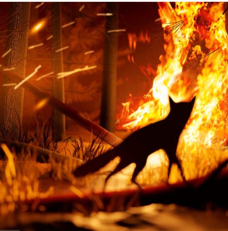 A escritora Patrícia Volpe faz uma reflexão sobre os incêndios e suas ...