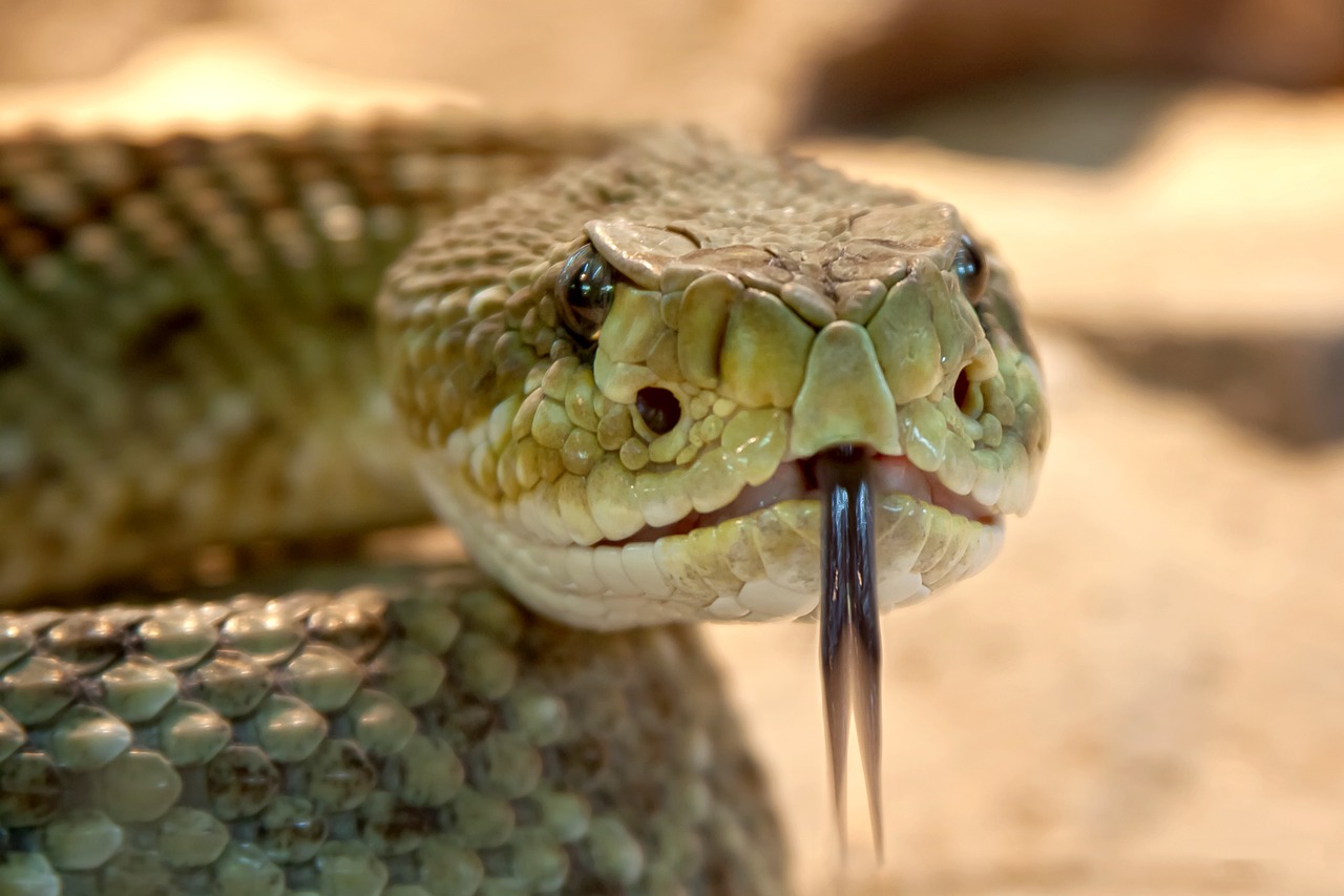 As Cobras mais venenosas do Brasil: conheça e entenda a importância de ...